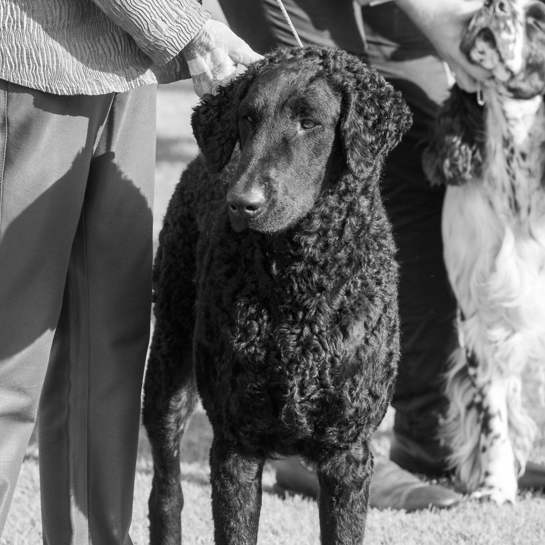 Matilda best minor puppy in show – The Kennel